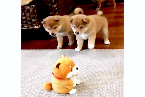 「動いたよ…」「喋ったよ…」おもちゃに対して、あからさまにドキドキな柴犬の子犬。不思議そうな姿にキュン崩壊【動画】 | 柴犬ライフ ...