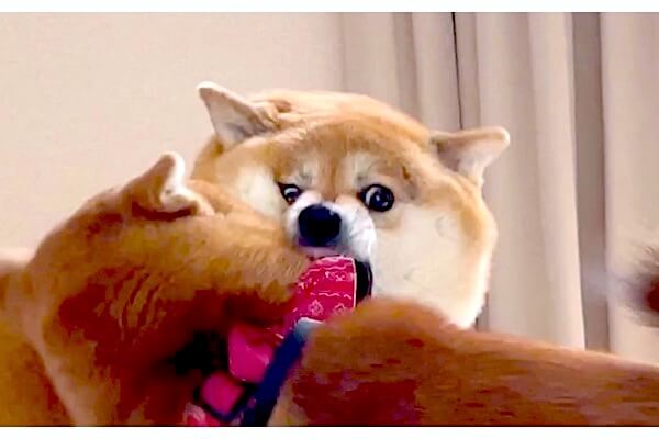 顔面の形が崩壊。分厚いモフを持て余す柴犬のオコ顔が最高に 顔面の形が崩壊。分厚いモフを持て余す柴犬のオコ顔が最高に